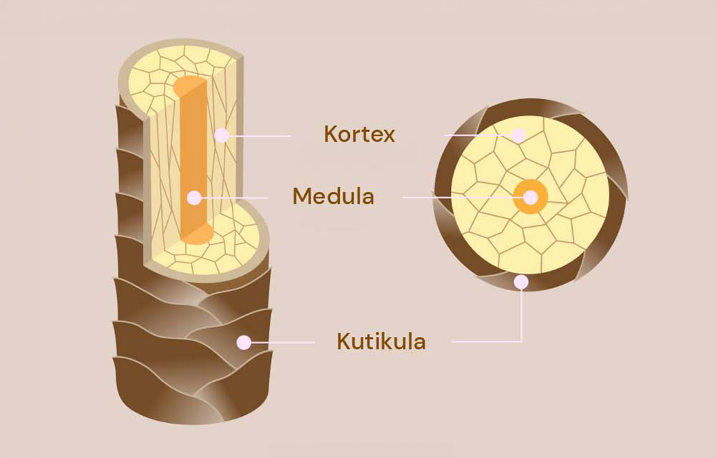 Get to know the basic anatomy and structure of the hair – Salononline